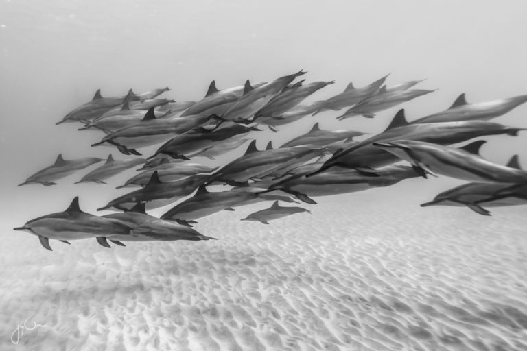 Jay Greiner: Embracing the Ocean Through Photography - GoTravelHawaii