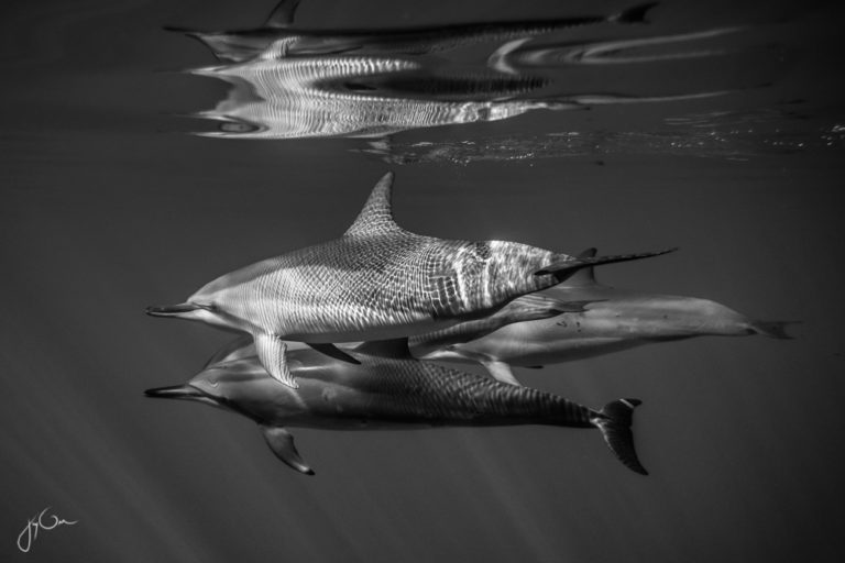 Jay Greiner: Embracing the Ocean Through Photography - GoTravelHawaii
