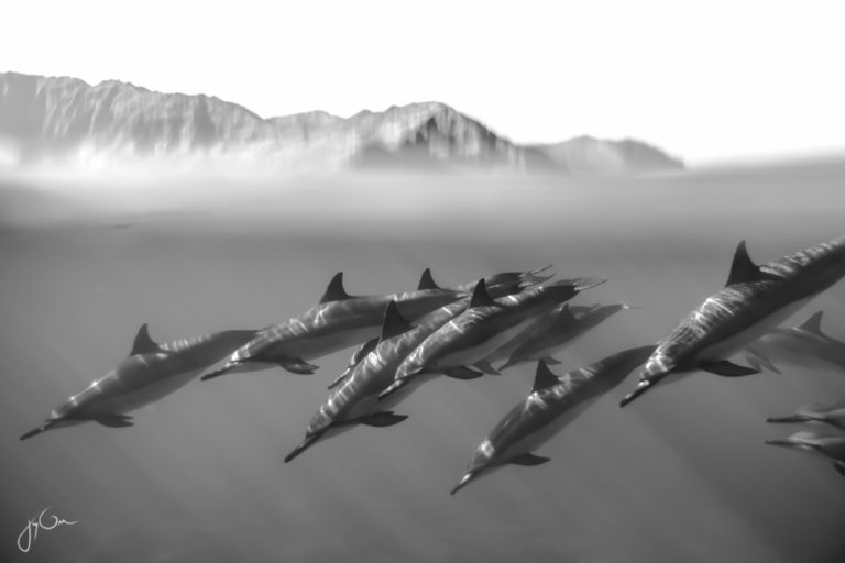 Jay Greiner: Embracing the Ocean Through Photography - GoTravelHawaii